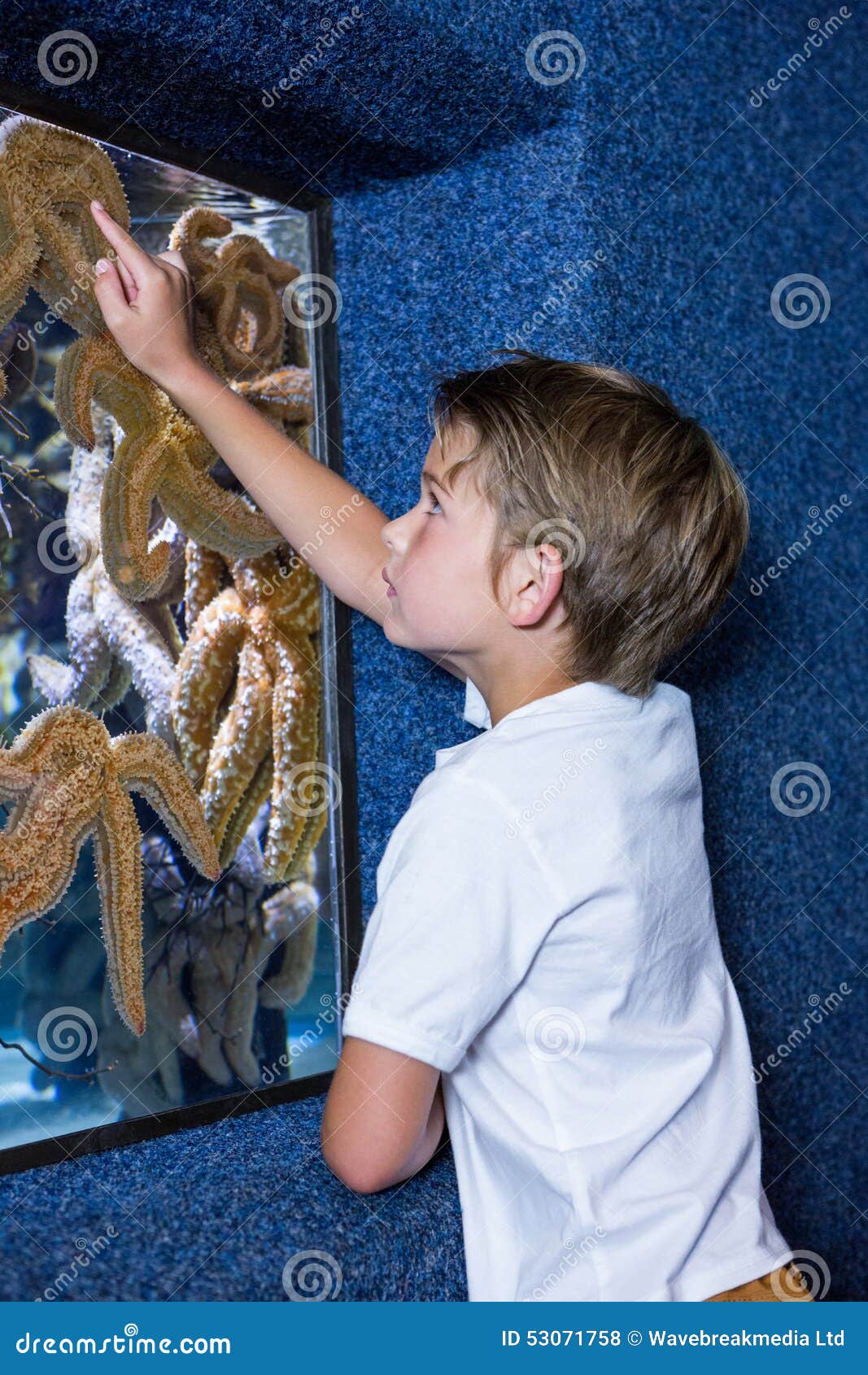 Young Man Pointing a Starfish-tank Stock Photo - Image of caucasian ...