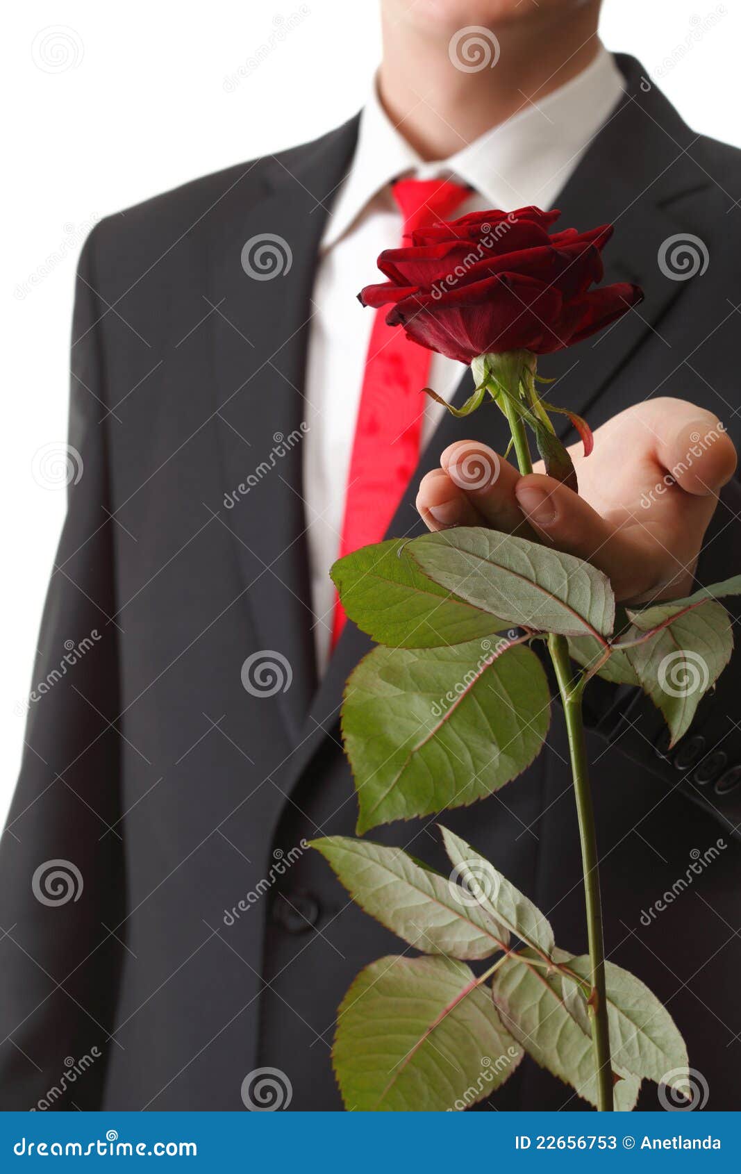 Young Man Presenting a Flower Red Rose Isolated Stock Image - Image of ...