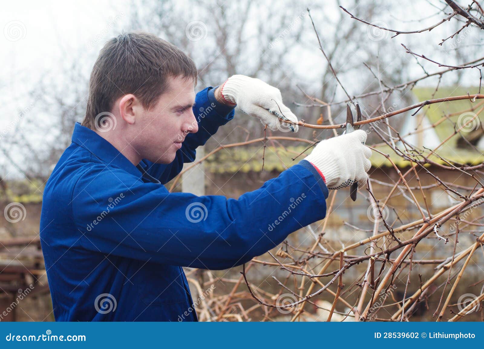 Young man pruning branch stock photo. Image of farming - 28539602