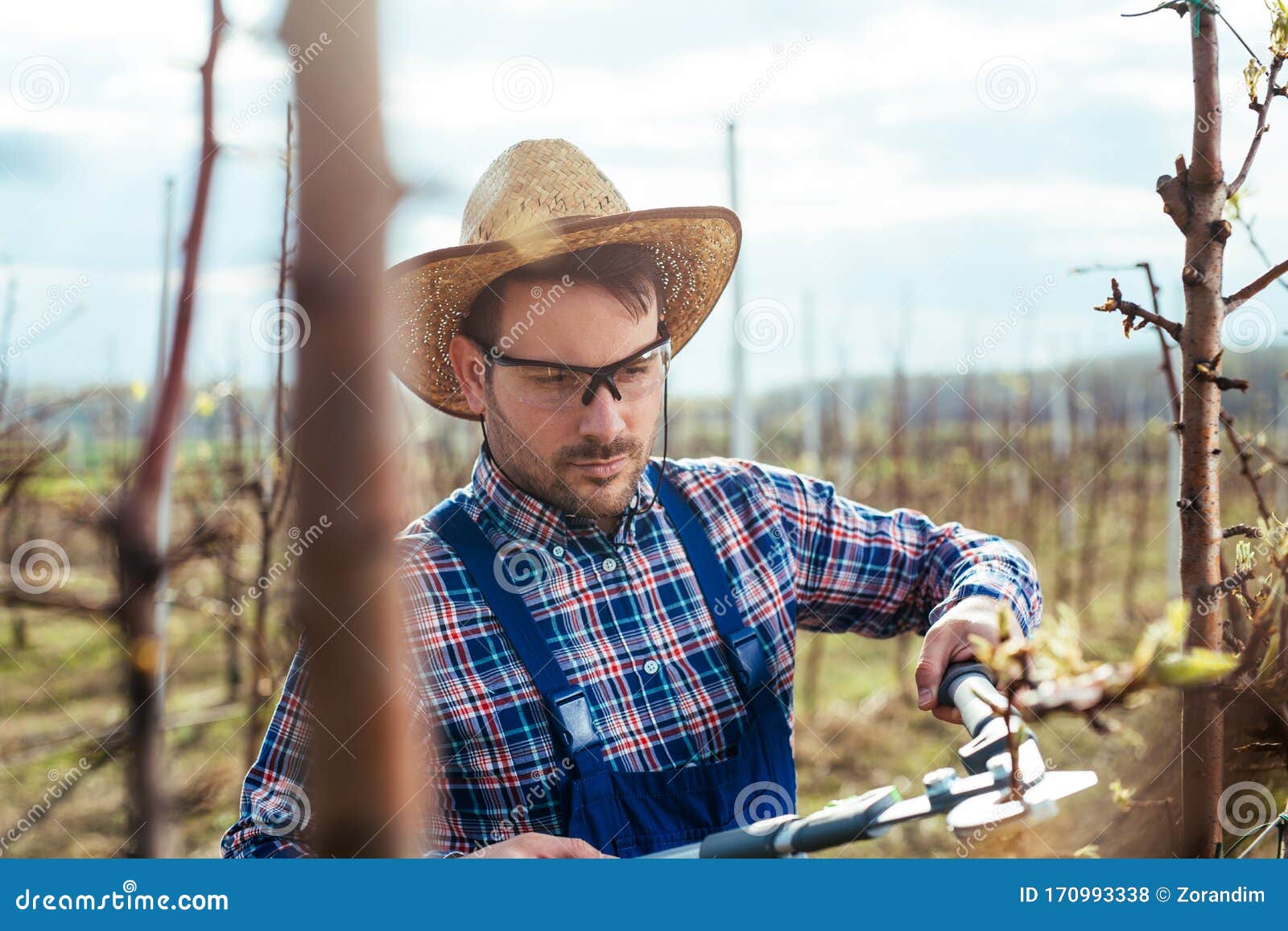 Young Man Pruning Branches of Fruit Tree in Springtime Stock Photo ...