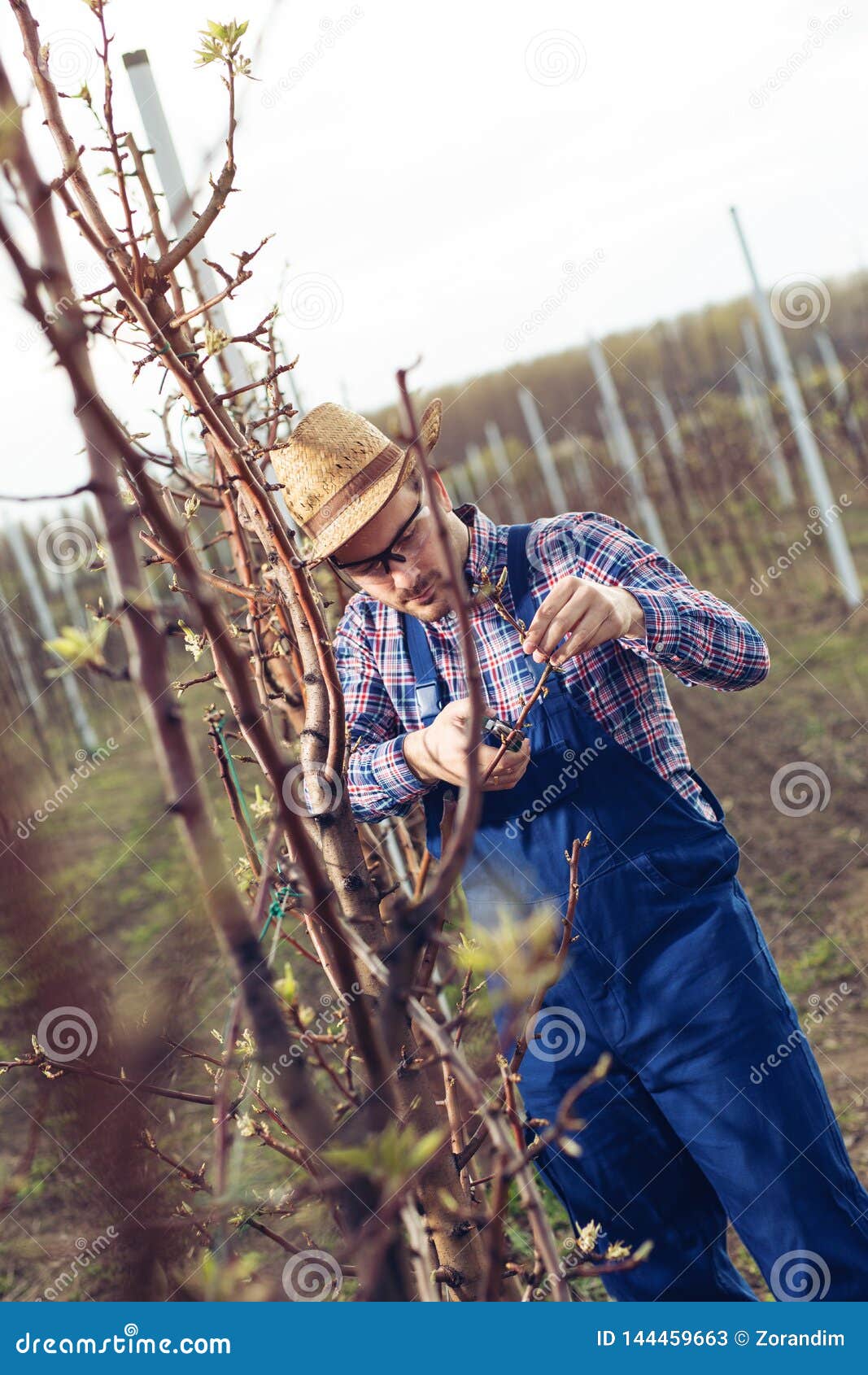 Young Man Pruning Branches of Fruit Tree in Springtime Stock Image ...