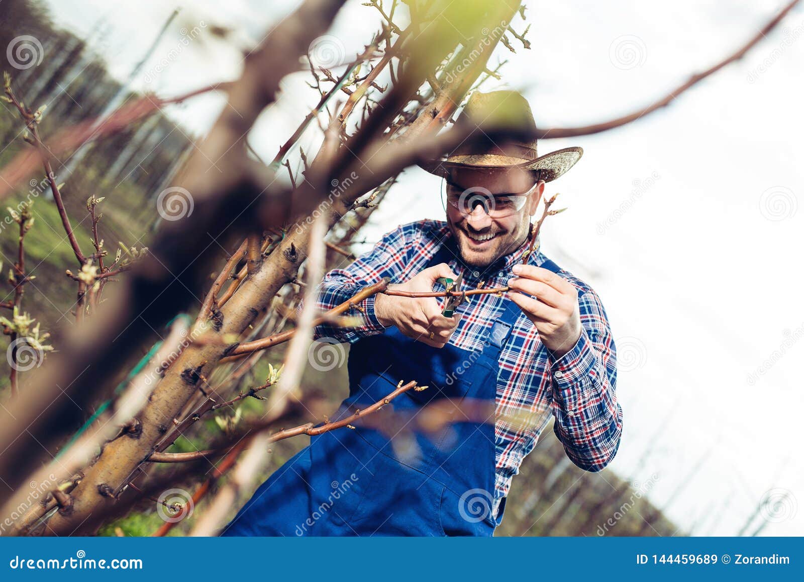 Young Man Pruning Branches of Fruit Tree in Springtime Stock Image ...