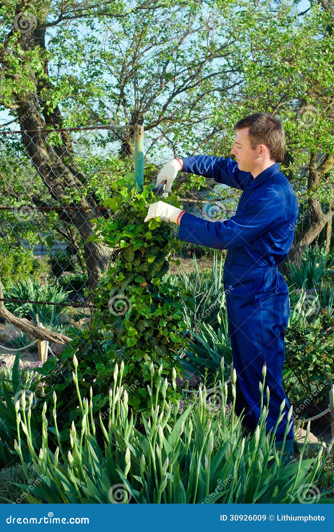 Young man pruning ivy stock image. Image of nature, pruner - 30926009