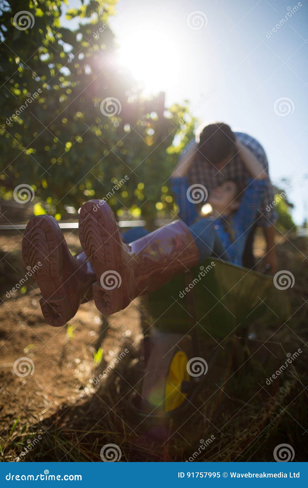 Young Man Pushing His Girlfriend in Wheelbarrow at Vineyard Stock Image ... Young Man Pushing His Girlfriend in Wheelbarrow at Vineyard Stock Image ...