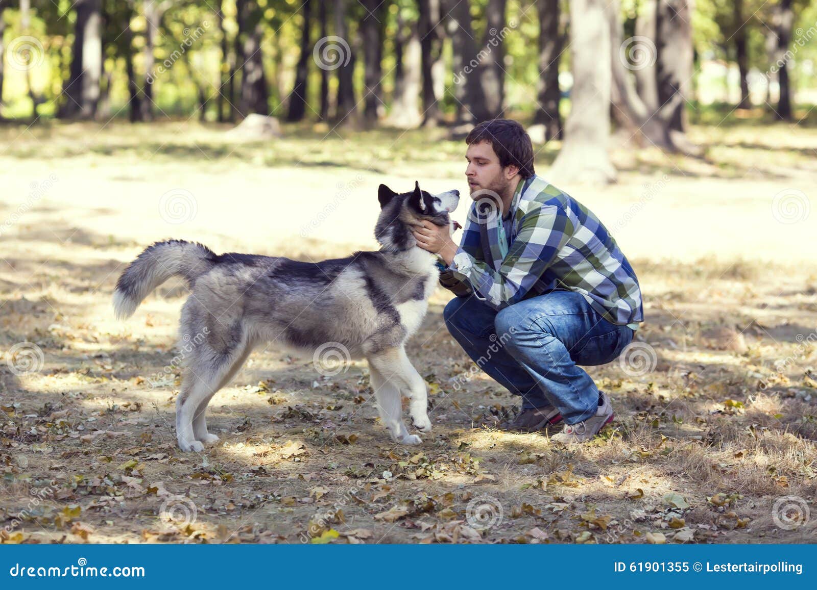 Young Man and the Siberian Husk Stock Image - Image of boss, lovely ...