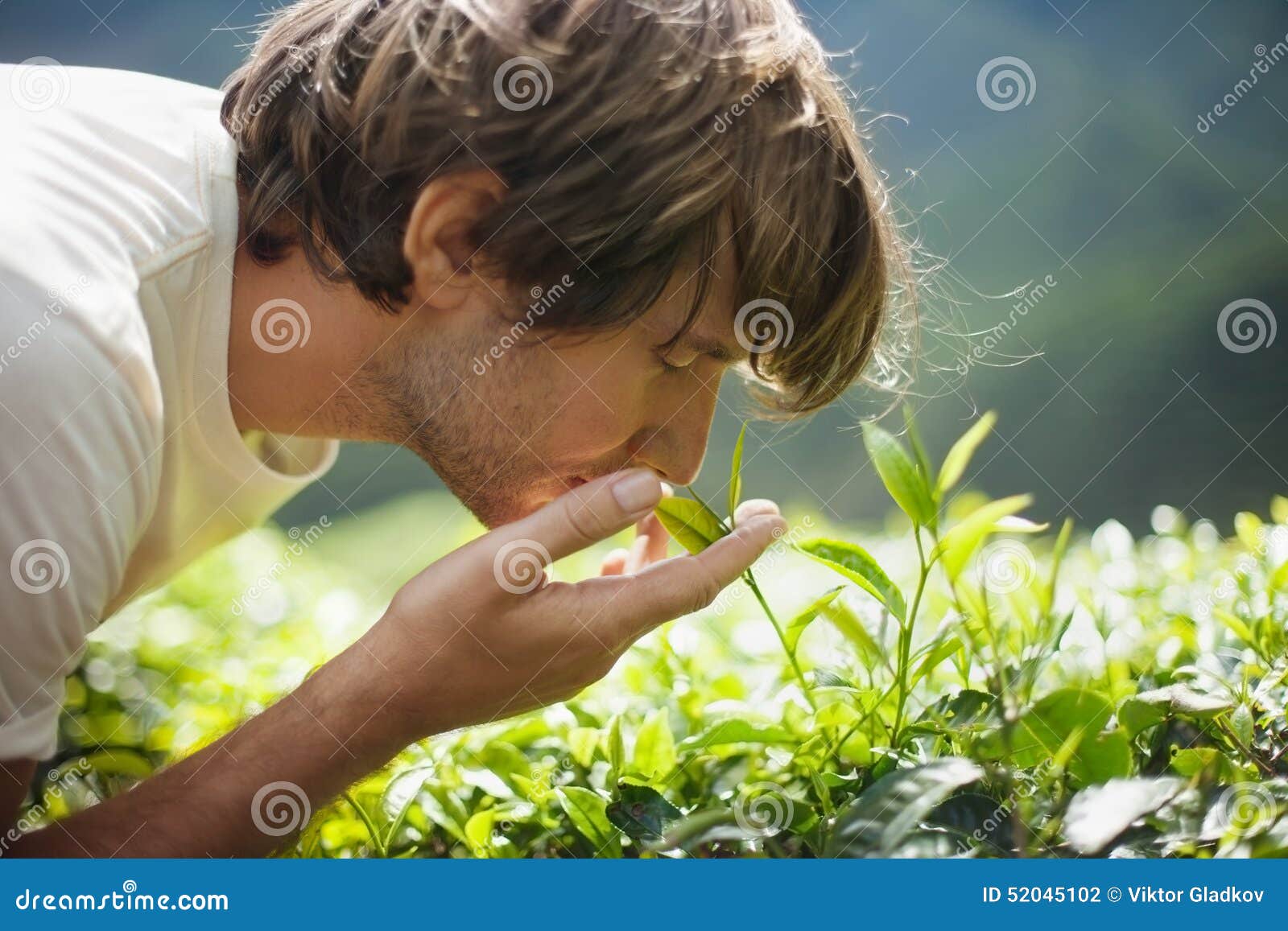 Young Man Smelling Tea Leaves Stock Photo - Image of harvesting ...