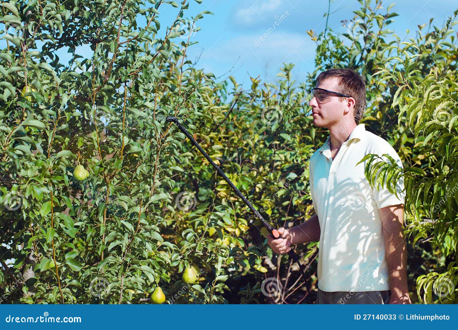 Young Man Spraying Pear Trees Stock Image - Image of botanical ...