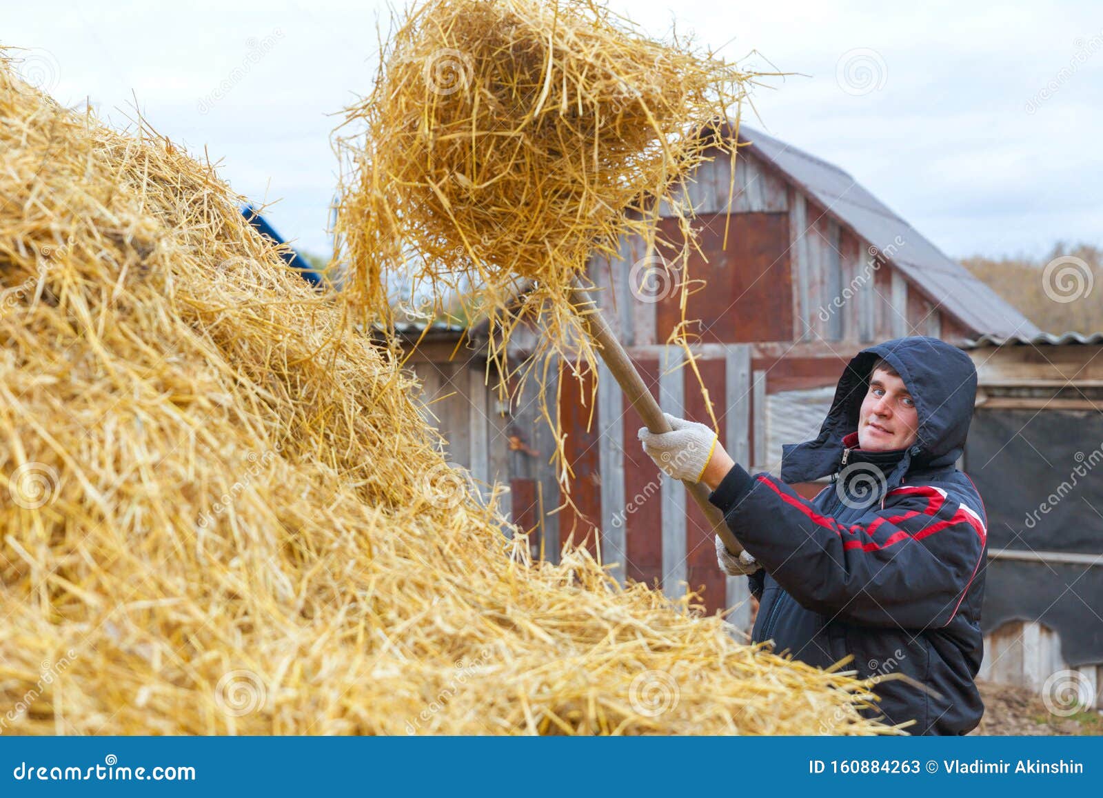 A Young Man Stacks a Haystack. Stock Image - Image of leaves, farmland ...