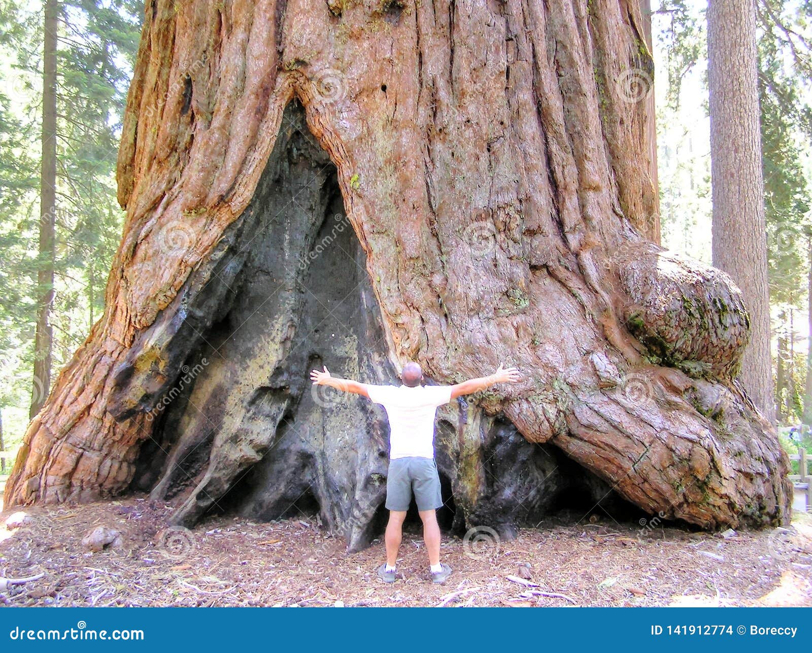 Young Man Standing by the Huge Sequoia Tree in Sequoia NP Editorial ...