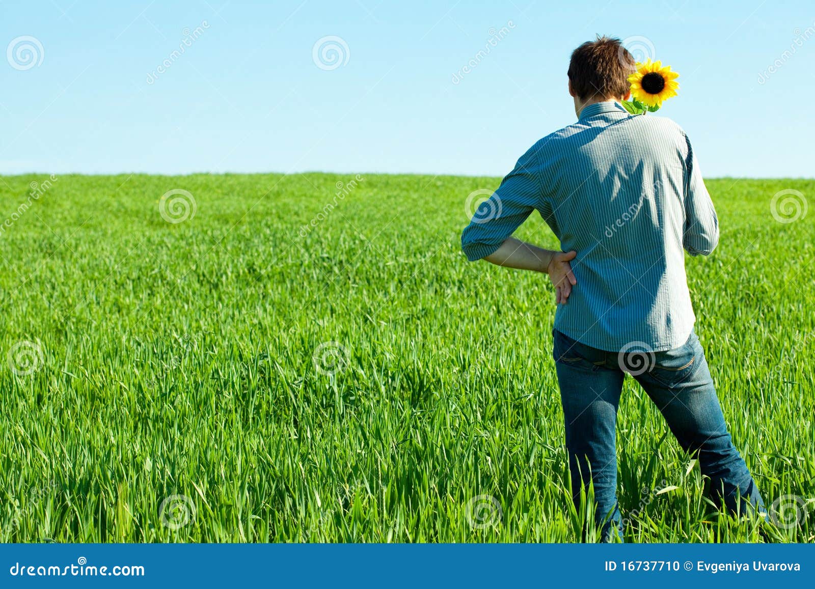 Young Man Standing with a Sunflower Stock Photo - Image of green, ripe ...