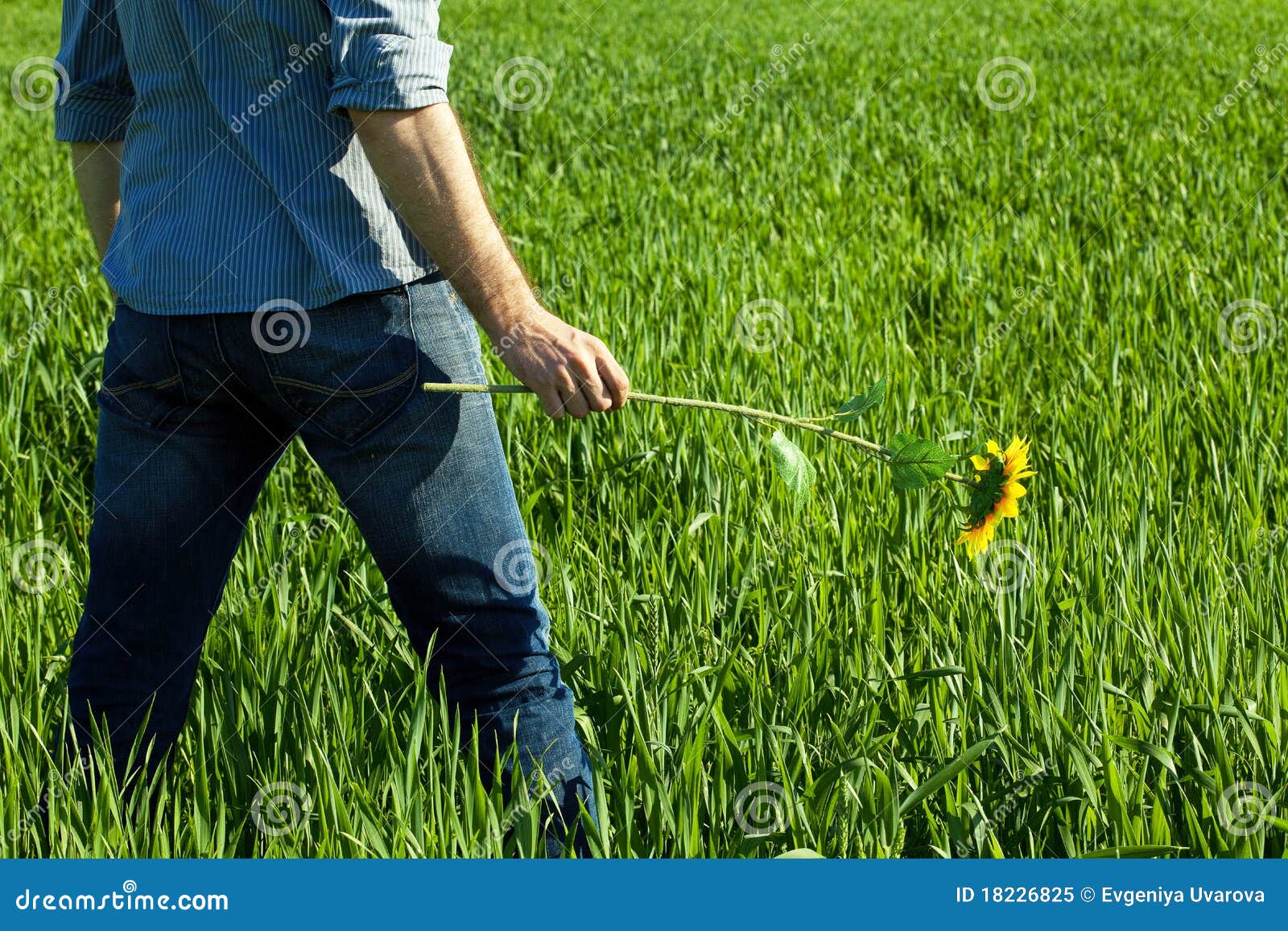 Young Man Standing with a Sunflower Stock Image - Image of crop, blue ...