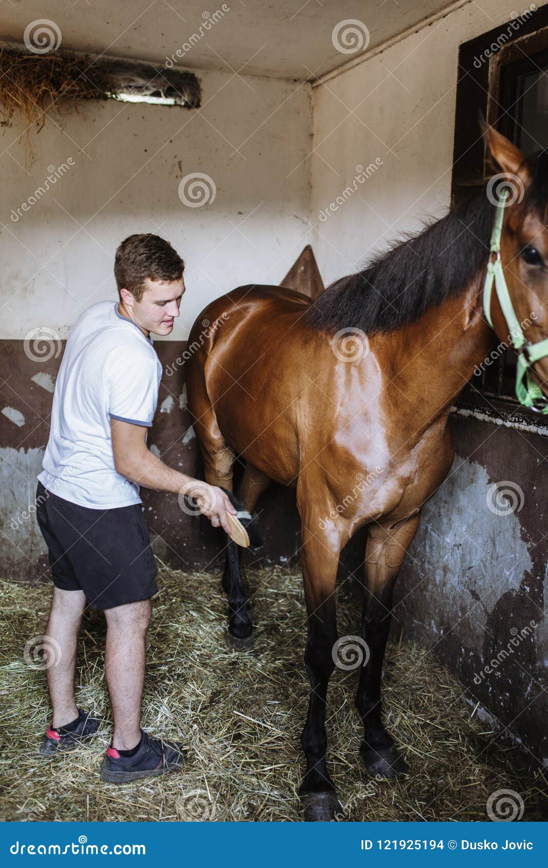 Young Man Taking Care of His Horse in Stable Stock Photo - Image of ... Young Man Taking Care of His Horse in Stable Stock Photo - Image of ...