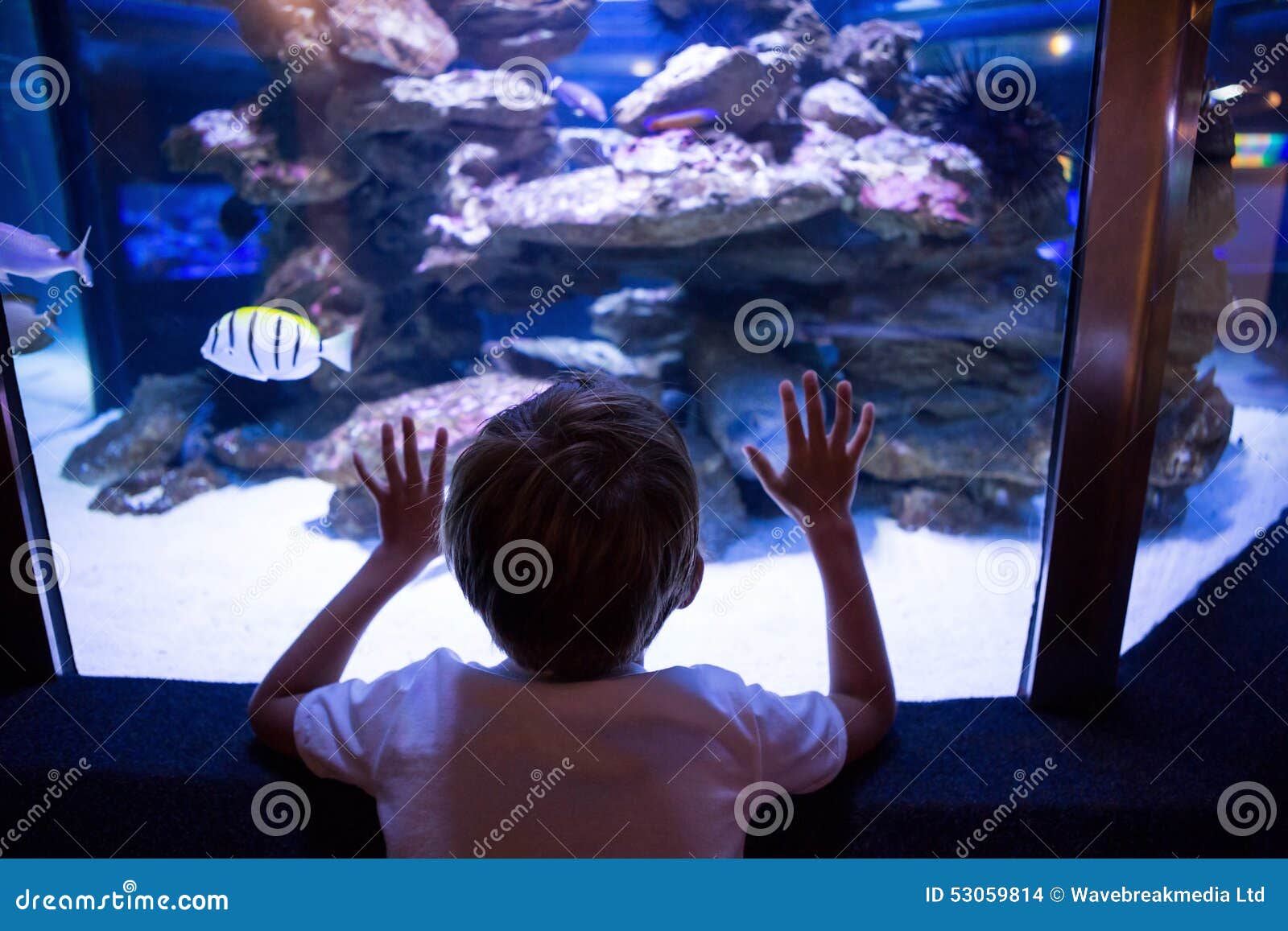 Young Man Touching a Fish-tank Stock Photo - Image of concentrated ...