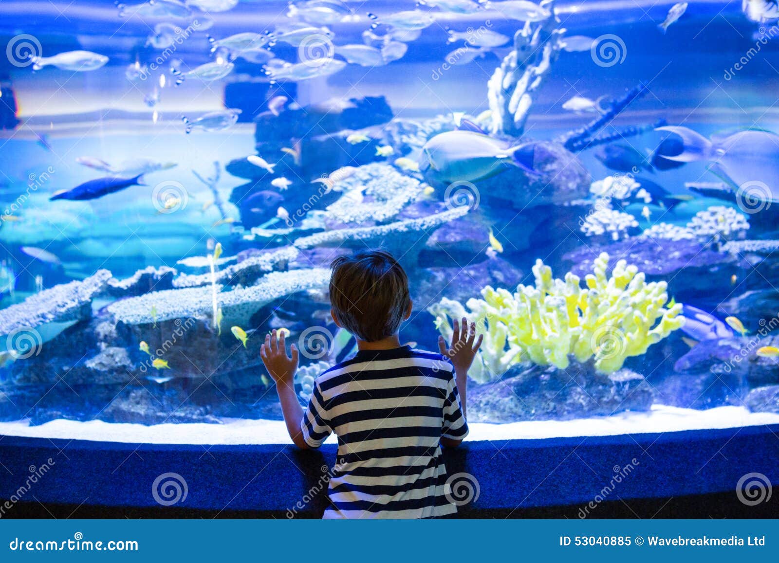 Young Man Touching a Fish-tank Stock Image - Image of peaceful ...