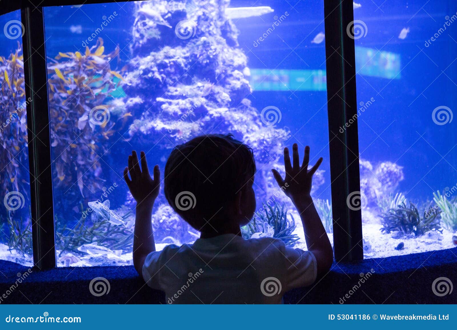 Young Man Touching a Fish-tank Stock Photo - Image of underwater ...