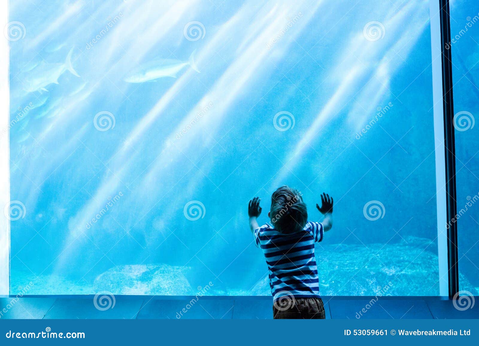 Young Man Touching a Giant Fish-tank Stock Image - Image of finger ...