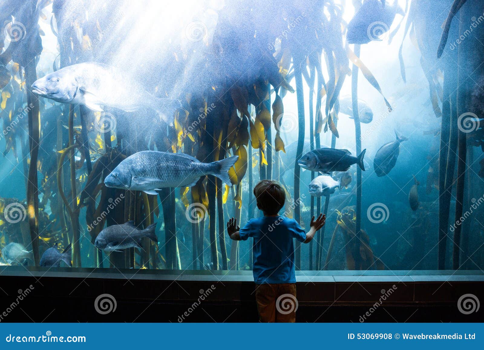 Young Man Touching a Tank with Big Fish Stock Photo - Image of ...