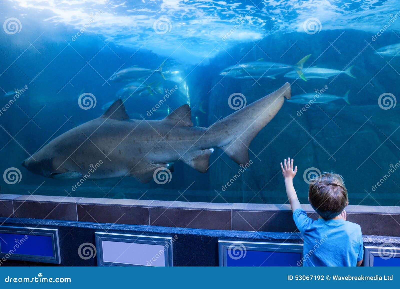 Young Man Touching a Tank with Fish and Shark Stock Photo - Image of ...