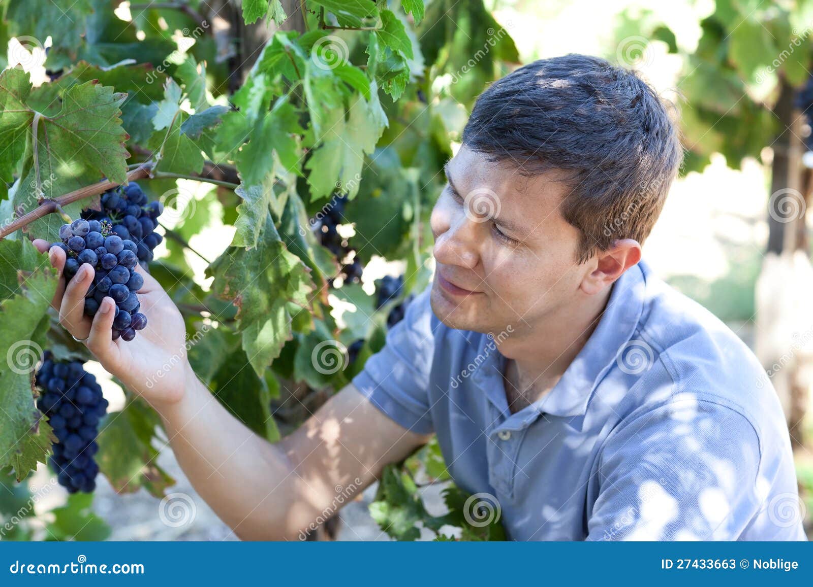 Young man at a vineyard stock image. Image of fruit, picking - 27433663