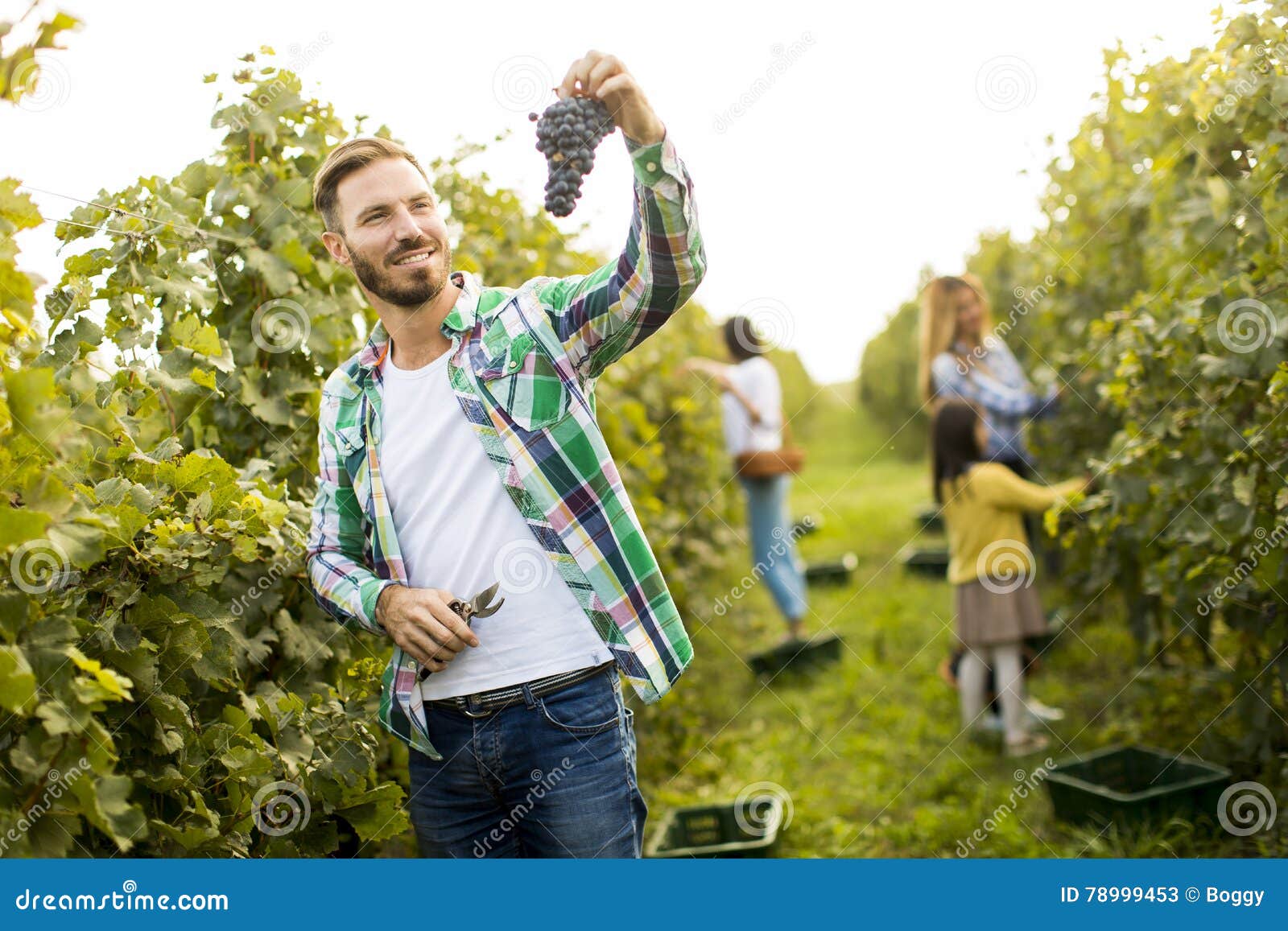 Young man in the vineyard stock image. Image of winemaking - 78999453