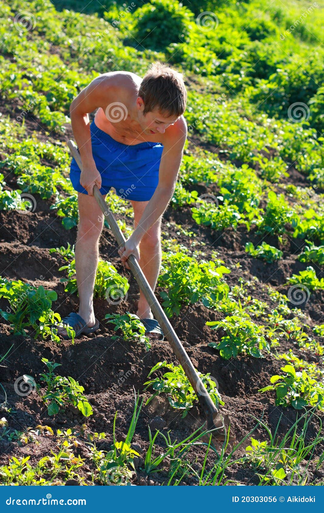 A Young Man Weeding the Beds with Potatoes Stock Photo - Image of ...
