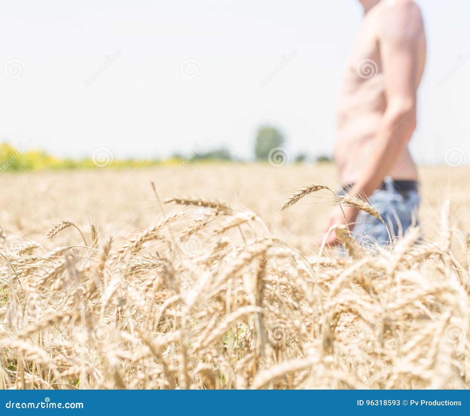 Young man in wheat field stock image. Image of farm, golden - 96318593