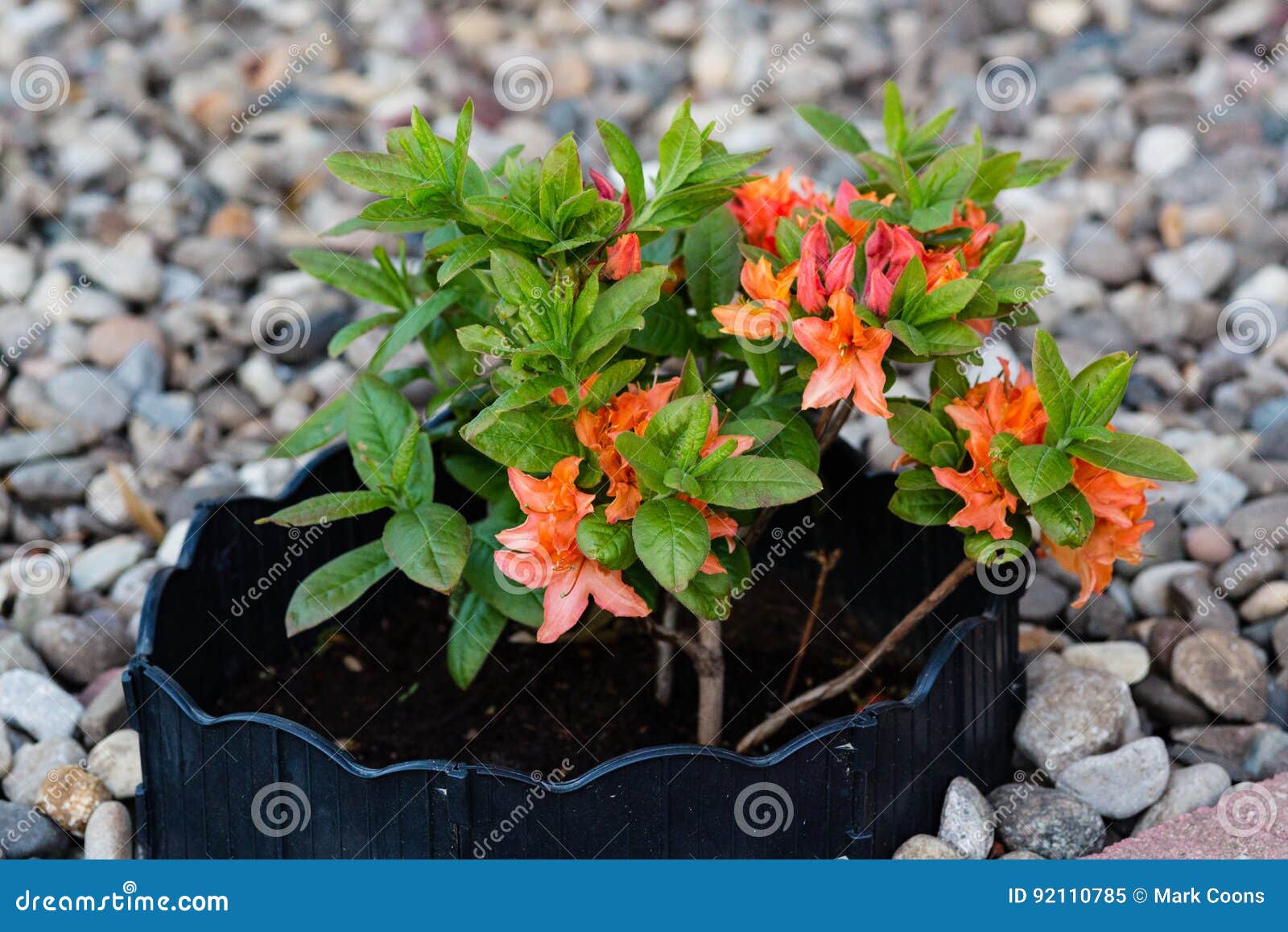 Young Mandarin Light Azalea Shrub Coming Along Nicely Stock Image ...