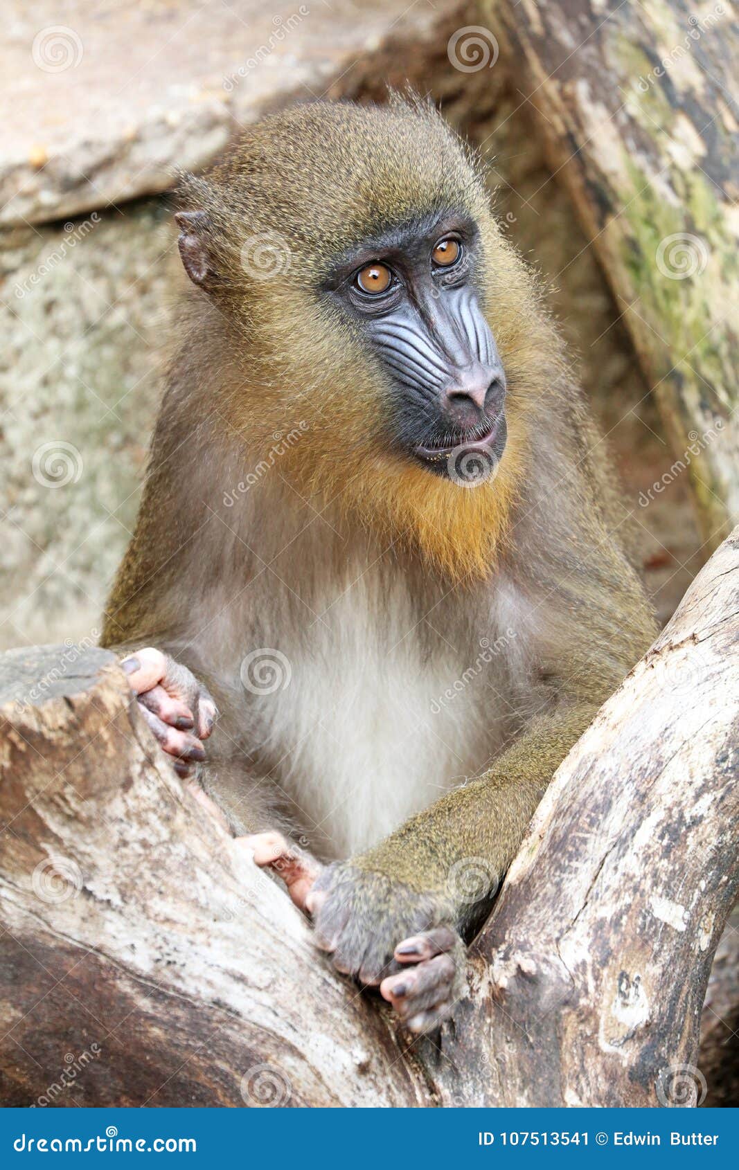 Young mandrill stock image. Image of nature, portrait - 107513541