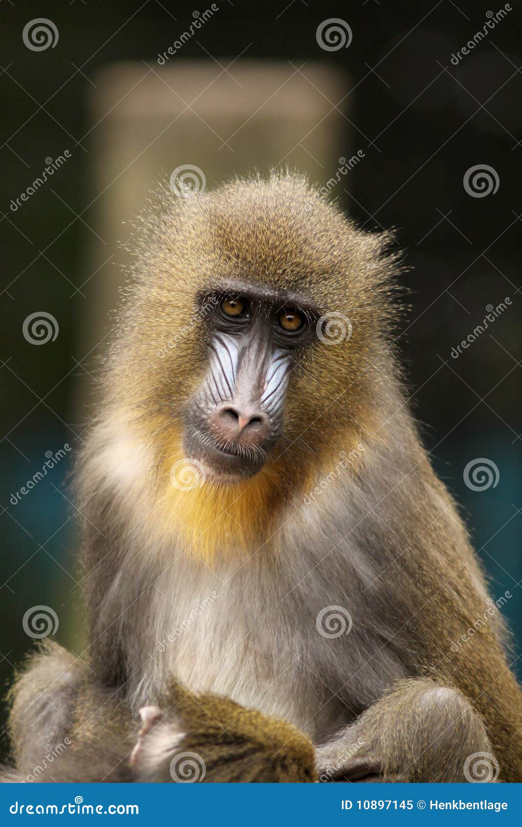 Young Mandrill Looking at You Stock Image - Image of monkey, primate ...