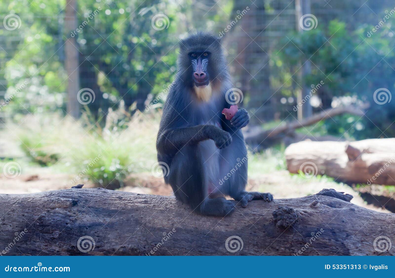 Mandrill- Young Alpha Male Stock Photo | CartoonDealer.com #1419006