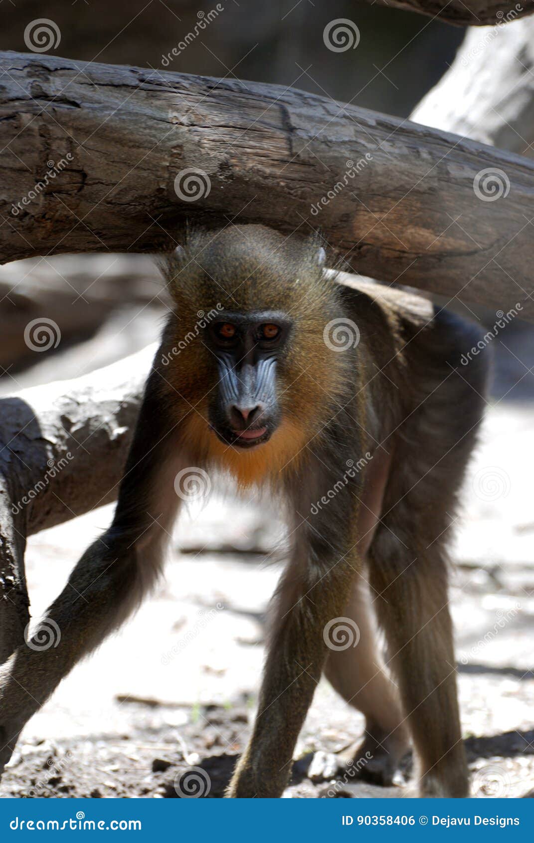 Young Mandrill Monkey Walking Under a Wood Log Stock Photo - Image of ...