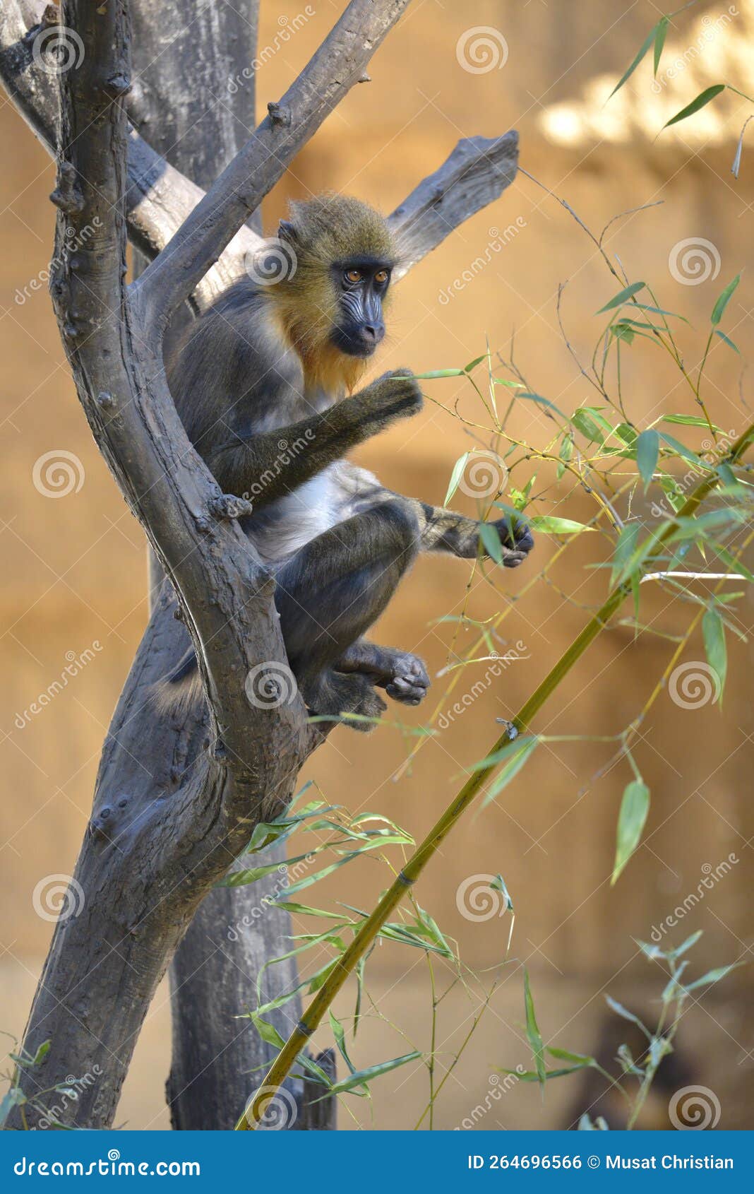 Mandrill- Young Alpha Male Stock Photo | CartoonDealer.com #1419006