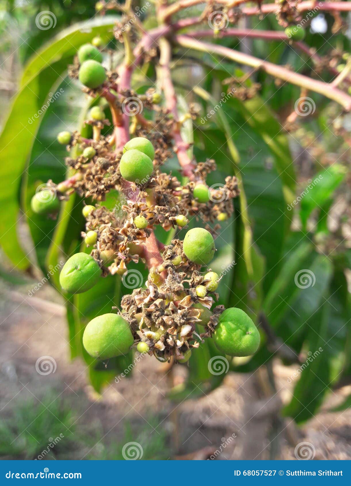 Young mango & flower stock image. Image of fruit - 68057527