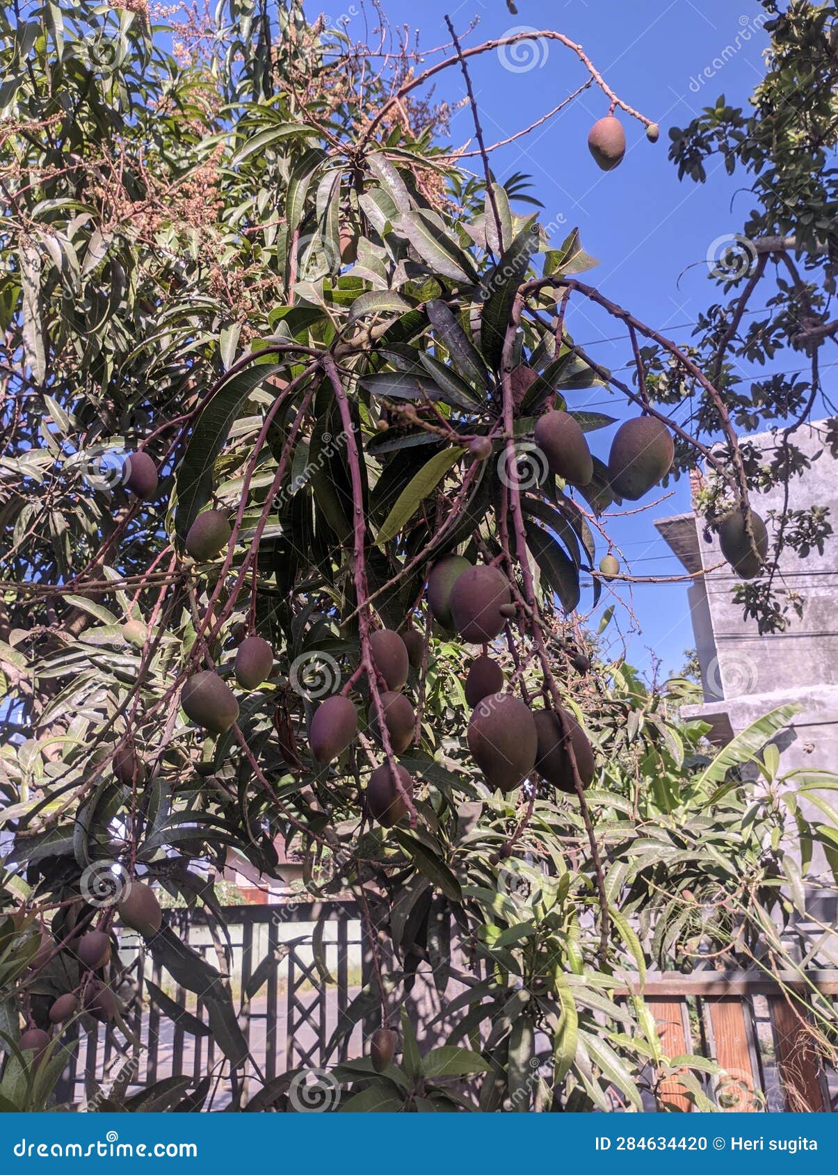 Young mango fruit stock photo. Image of food, spring - 284634420