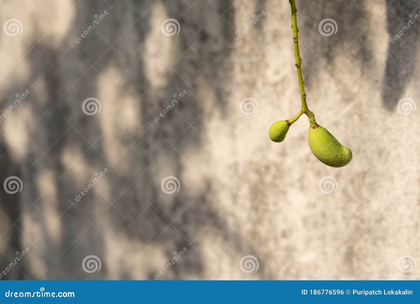 Young mango fruit stock photo. Image of nature, fresh - 186776596