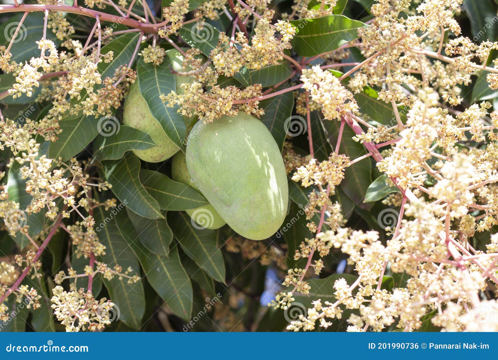 Young Mango Fruit with Inflorescence Bloom on Tree with Sunlight on ...