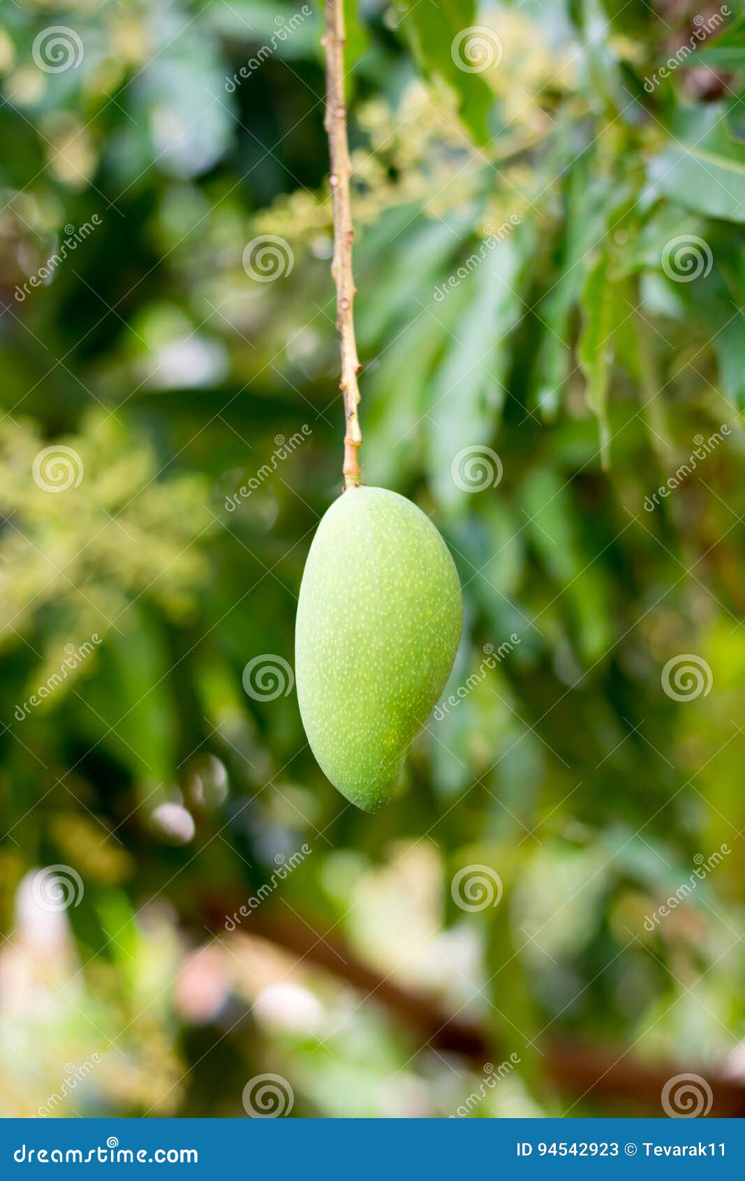 Young Mango Fruit on a Mango Tree Stock Image - Image of healthy ...
