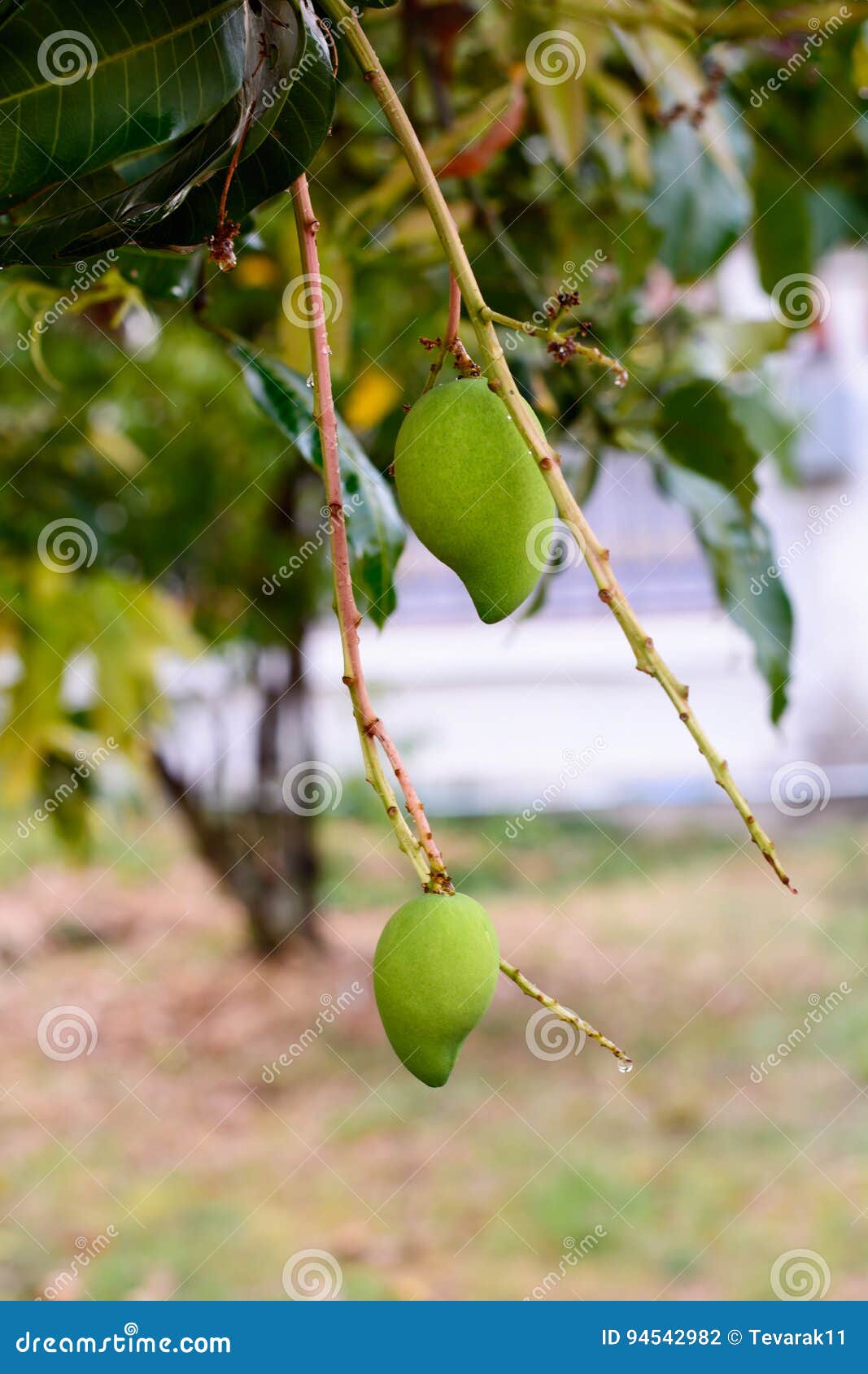 Young Mango Fruit on a Mango Tree Stock Photo - Image of fresh, gourmet ...