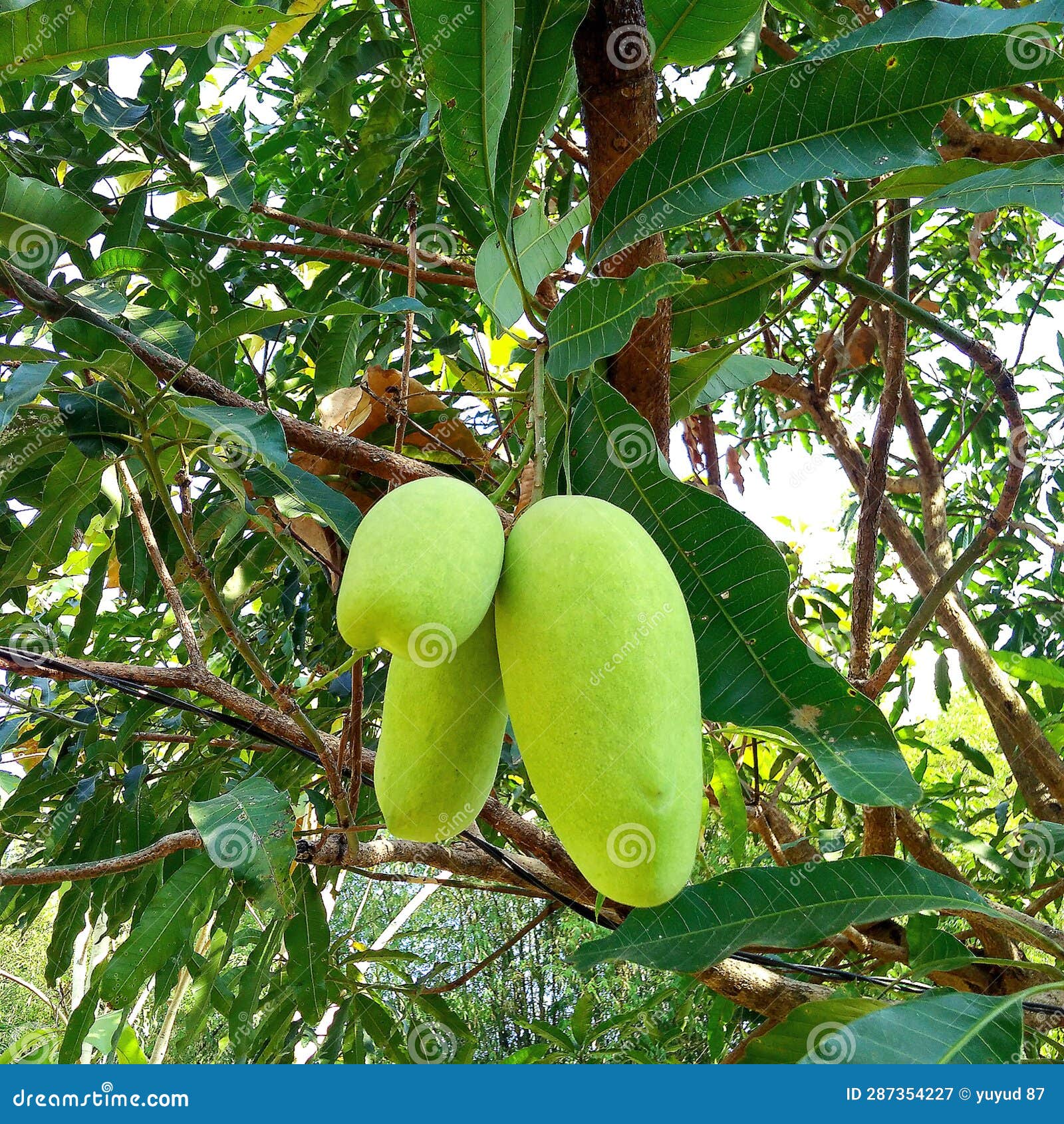 Young Mango Fruit in a Photo Stock Image - Image of plant, tree: 287354227