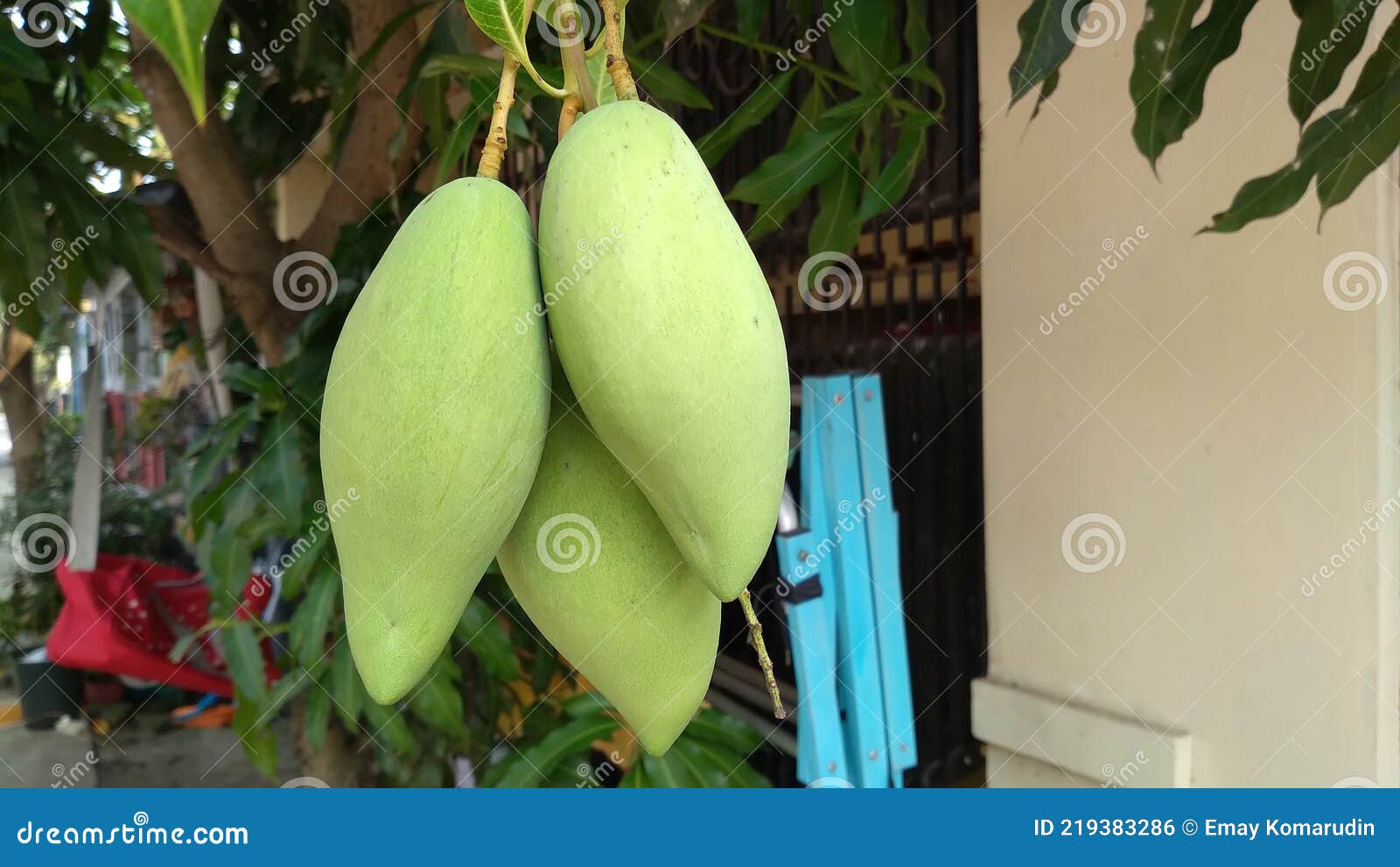 Young Mango Pickle. Royalty-Free Stock Image | CartoonDealer.com #112793896