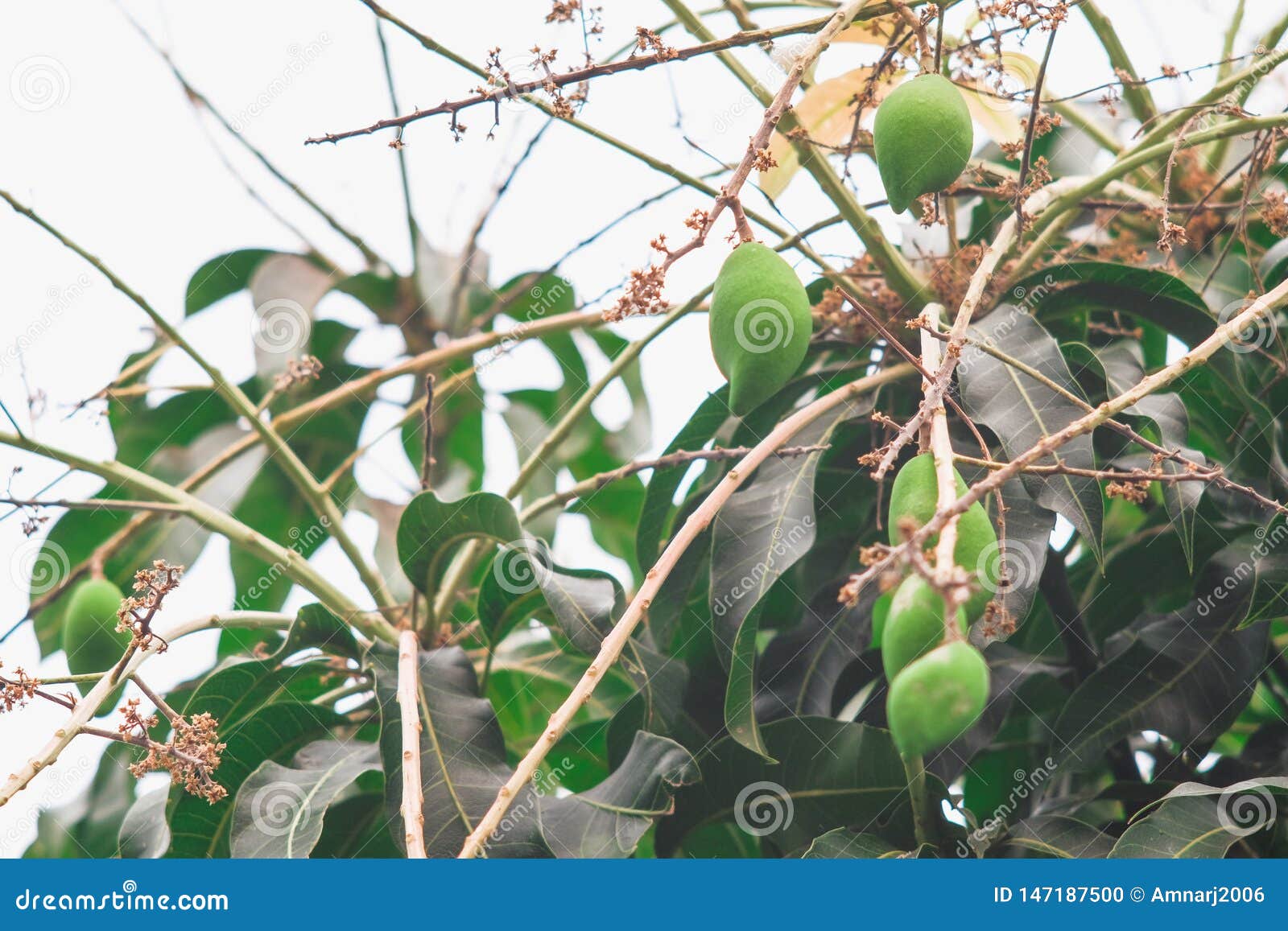 Young mango fruit on tree stock photo. Image of branch - 147187500