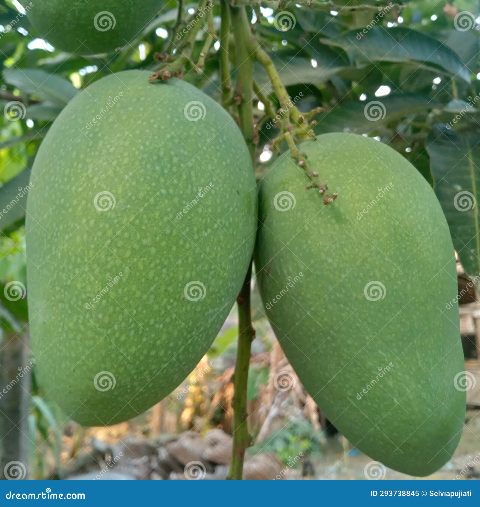 Young Mango Trees Two Of One Bone Sprouted In Moss, On Female Hands ...