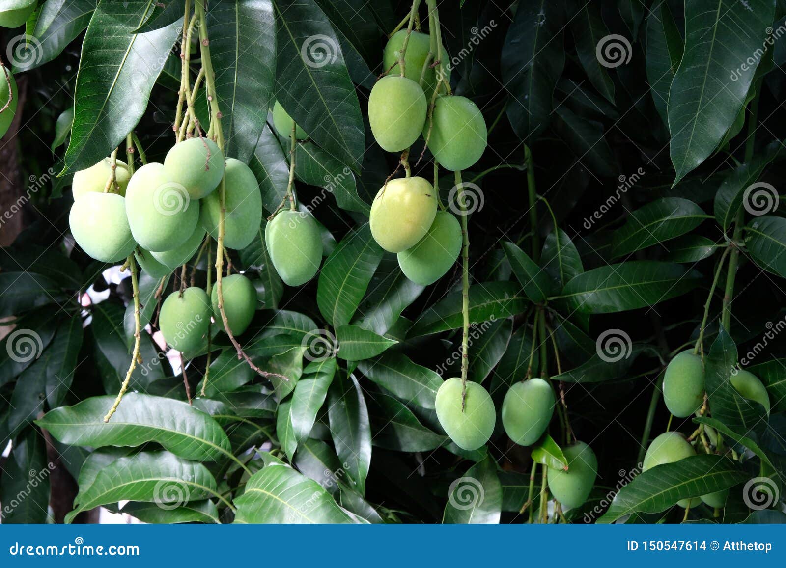 Young Mango Fruit from the Tree Stock Photo - Image of tree, mango ...