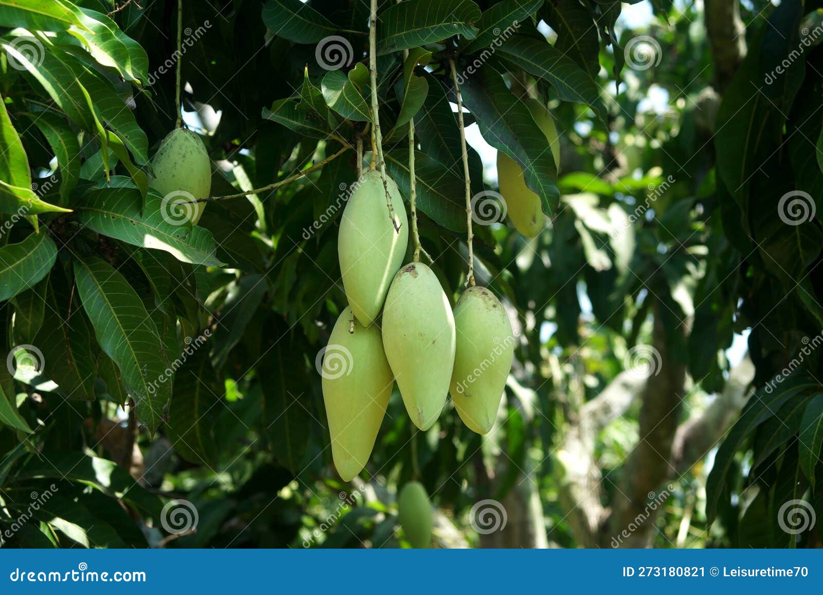 Young Mango On Tree. Royalty-Free Stock Image | CartoonDealer.com ...