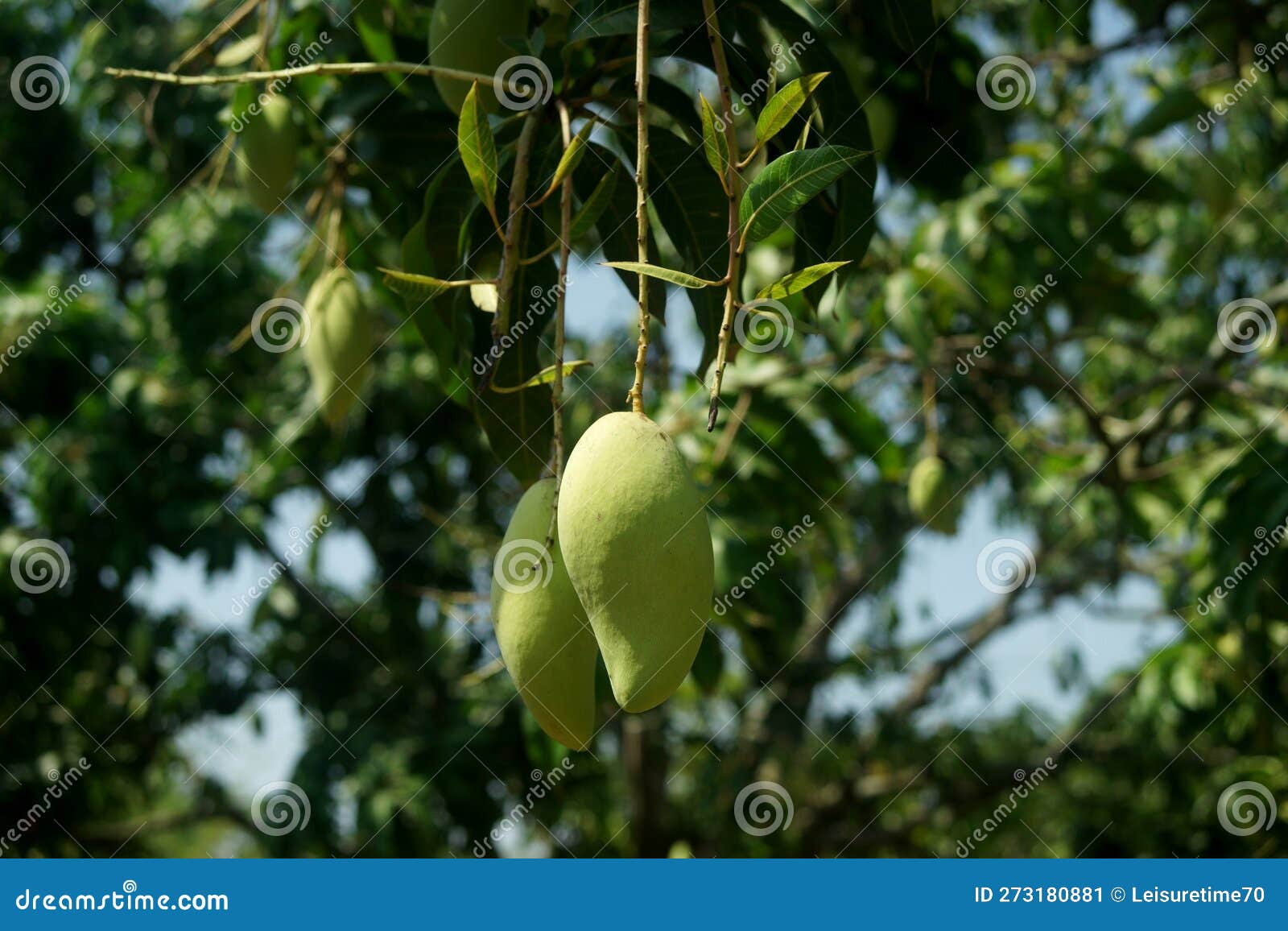 Young mango fruit on tree stock image. Image of young - 273180881