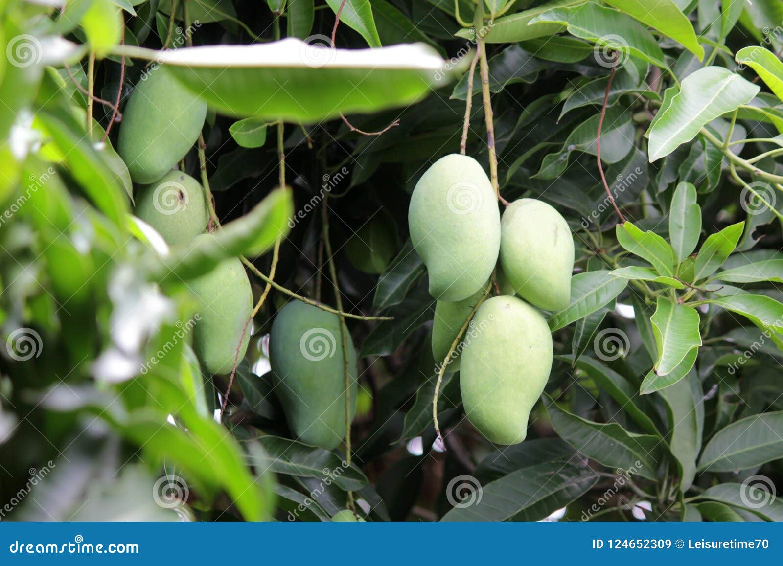 Young mango fruit on tree stock image. Image of plant - 124652309