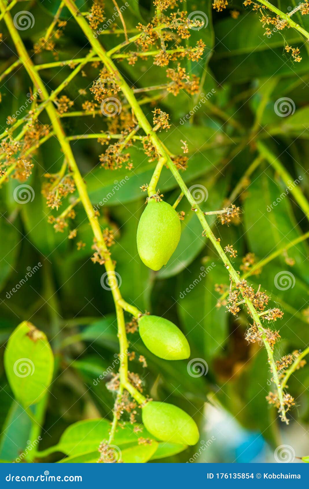 Young Mango Fruit on the Tree Stock Photo - Image of natural, element ...