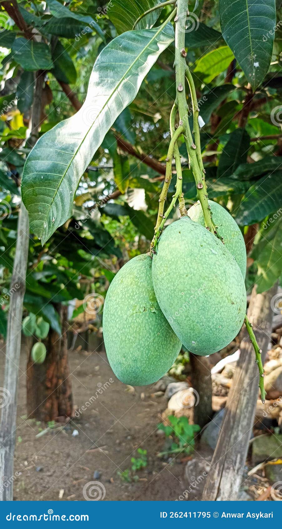 Young Mango Hanging on the Tree Stock Image - Image of plant, tropics ...