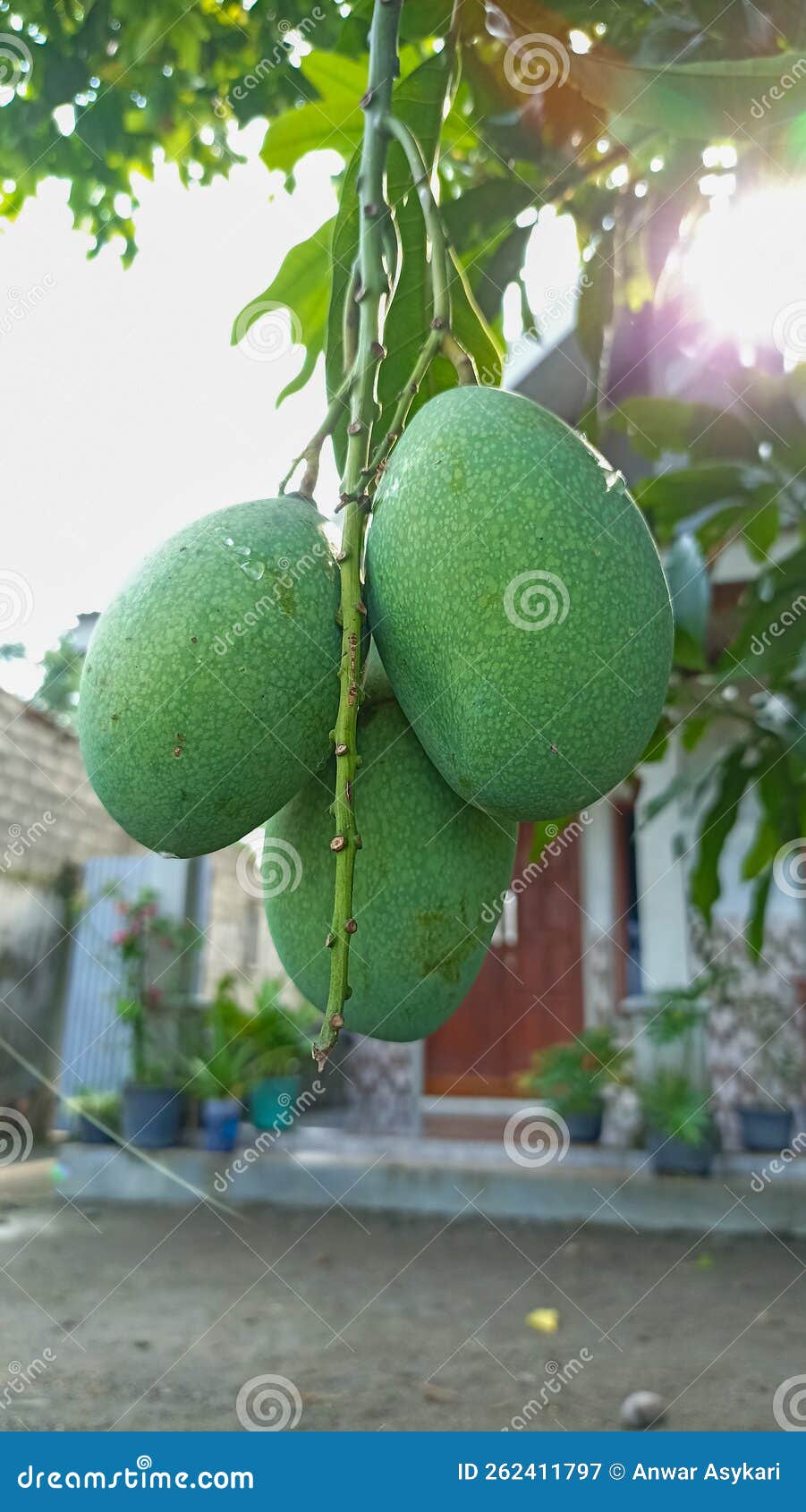 Young Mango Hanging on the Tree Stock Image - Image of evergreen, plant ...