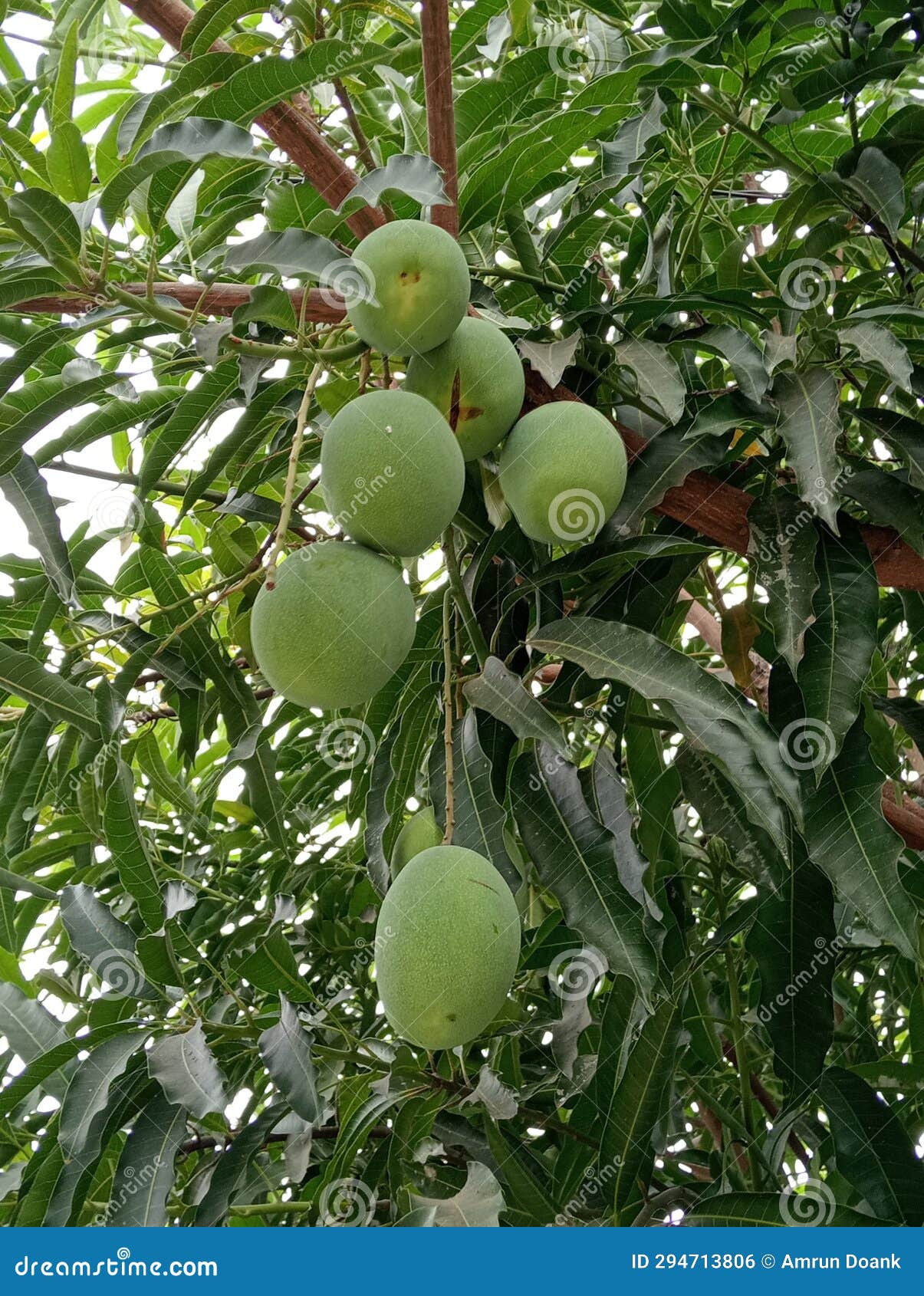 Young mango from indonesia stock photo. Image of tree - 294713806